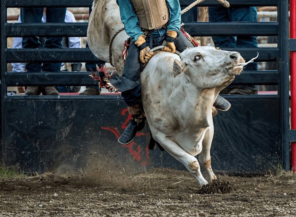 Love Calgary, Buck the Rodeo - Rodeo Truth